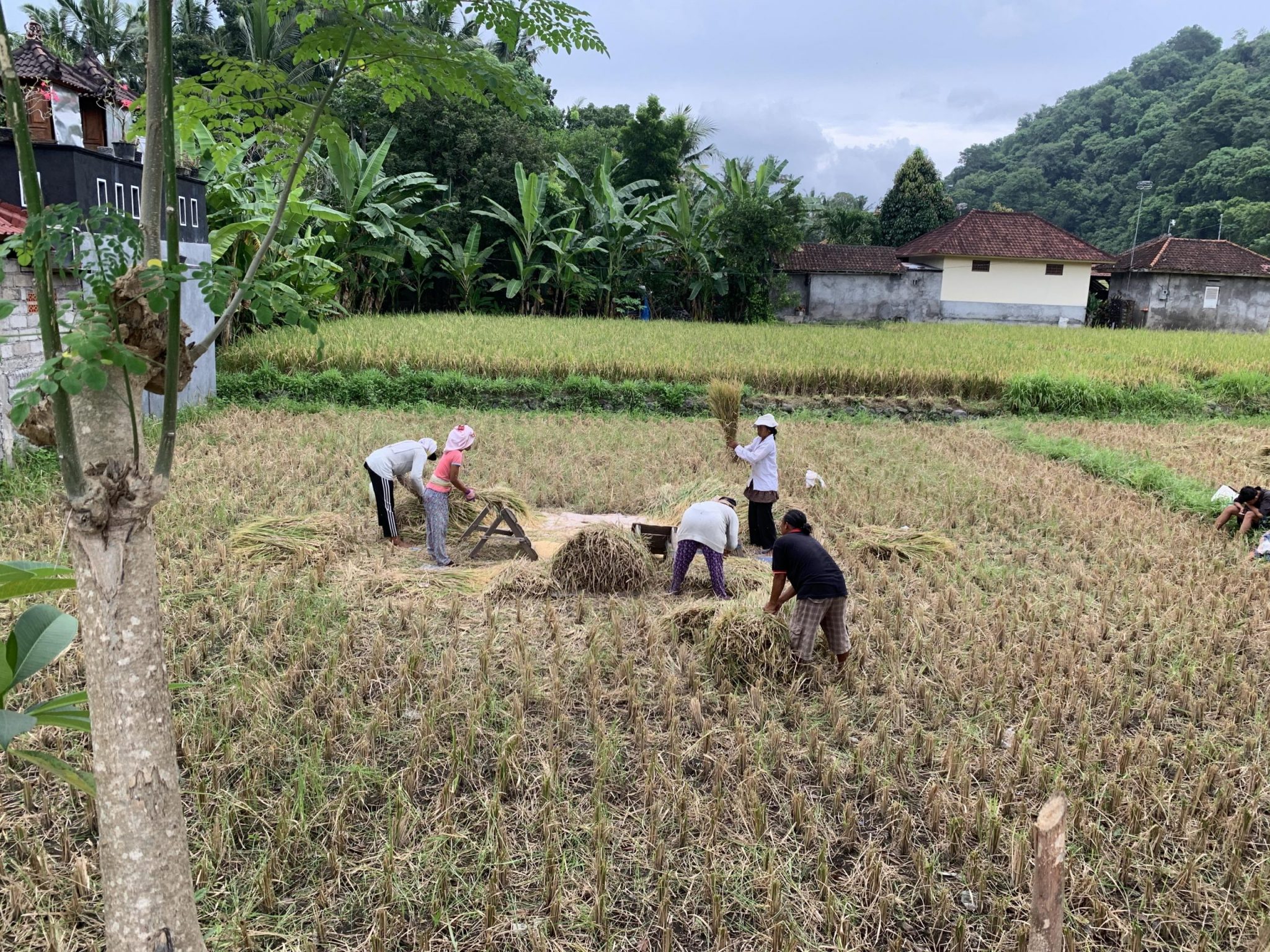 Reisernte auf Bali • GIOCOSOPRESS