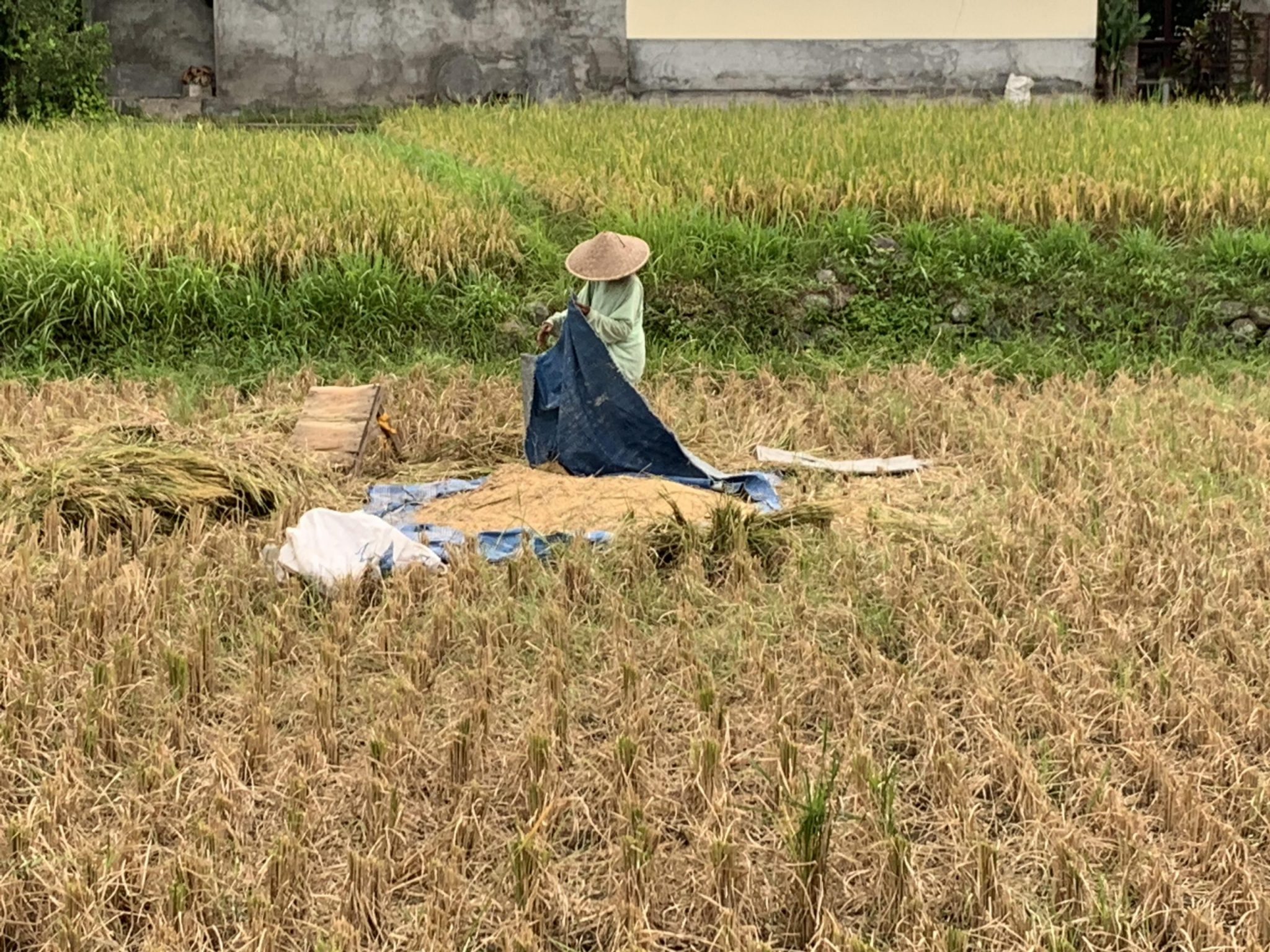 Reisernte auf Bali • GIOCOSOPRESS